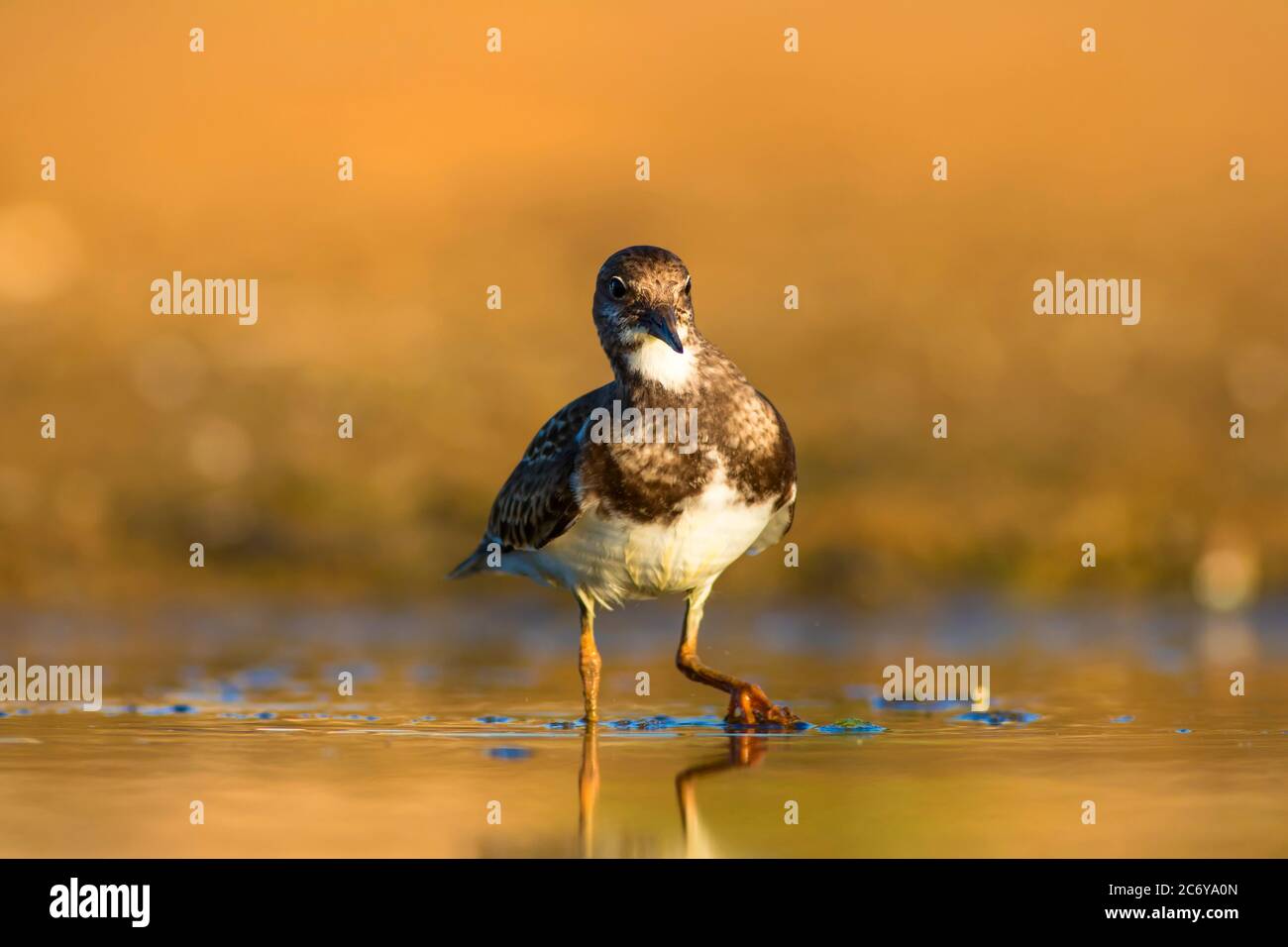 Cute water bird. Common bird Ruddy Turnstone. Colorful nature ...