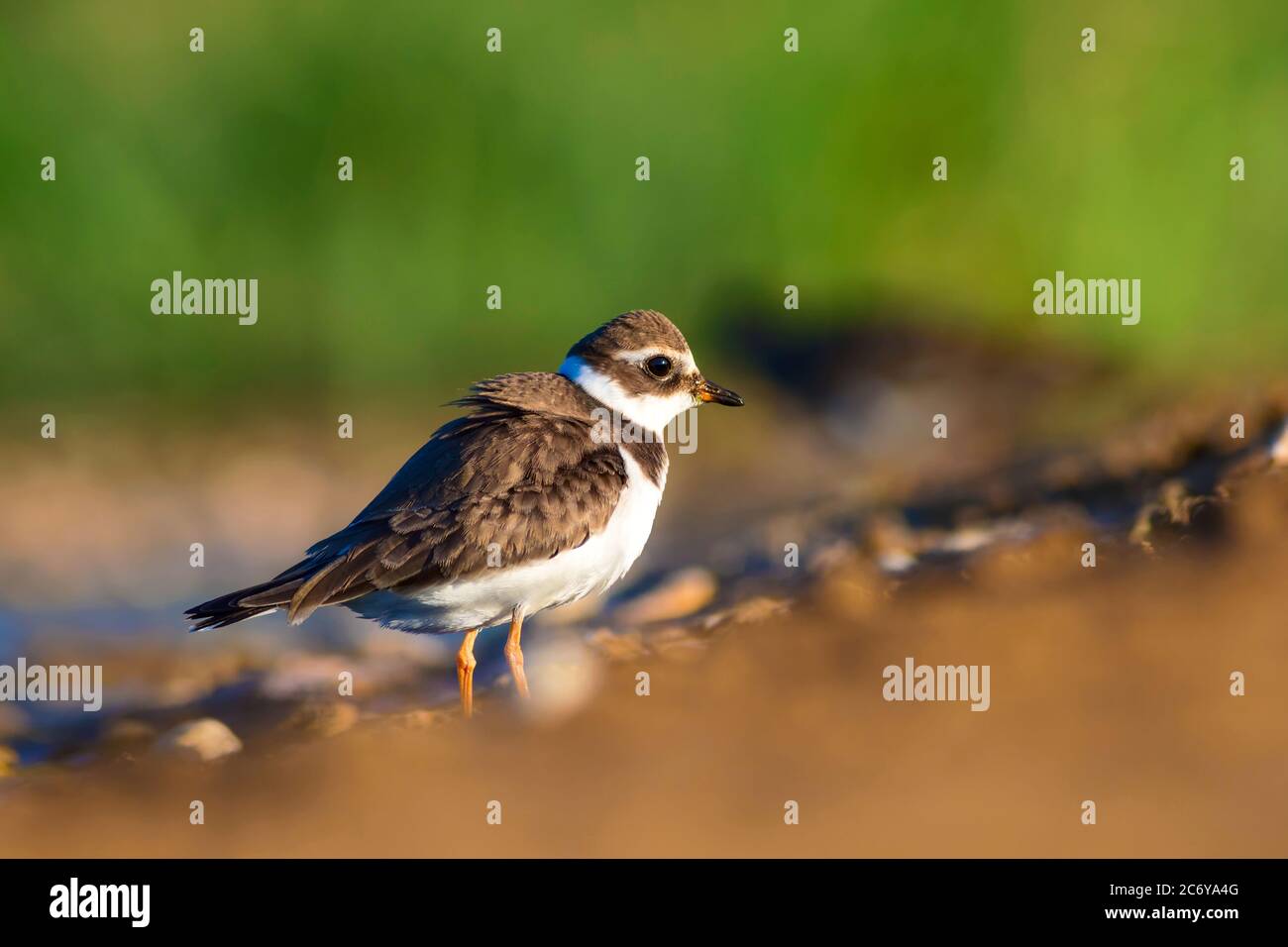 Cute little bird. Yellow sand background. Bird: Common Ringed Plover ...