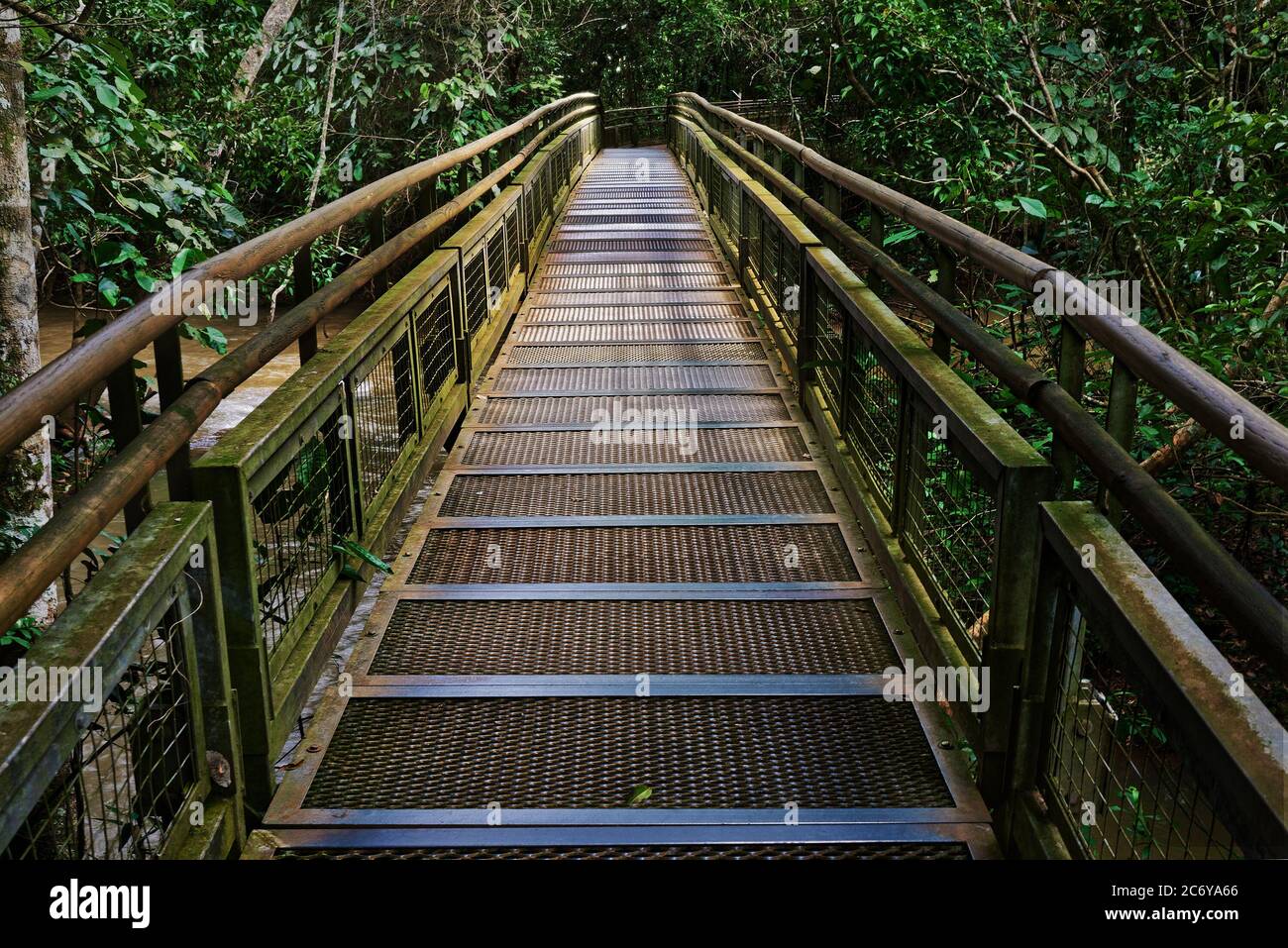 Walkway into jungle with fern and lush vegetation, nature trail at the ...