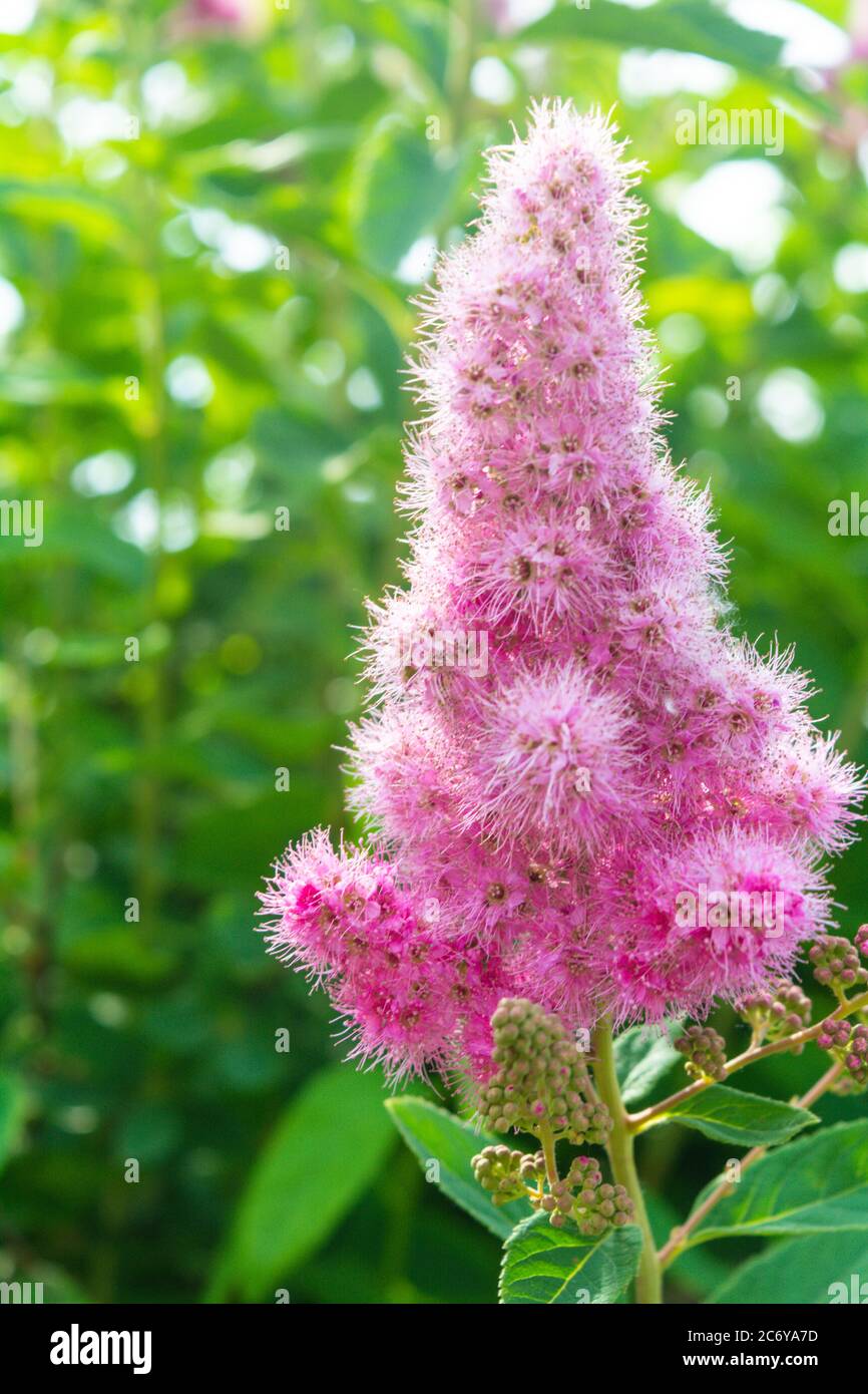 Pink Spirea flowers on bush. Spiraea flowers decorative gardening and ...