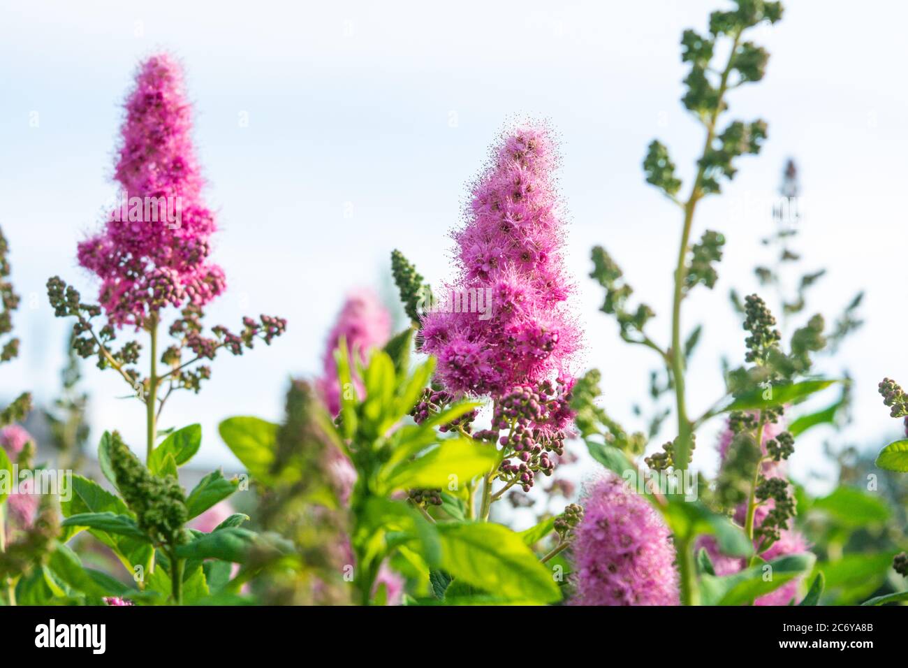 Pink Spirea flowers on bush. Spiraea flowers decorative gardening and ...
