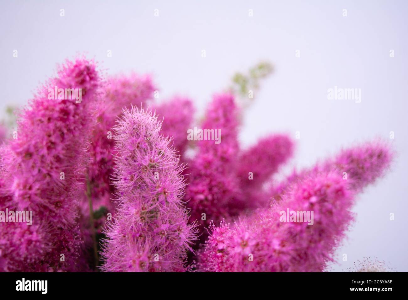 Pink Spirea flowers on bush. Spiraea flowers decorative gardening and ...