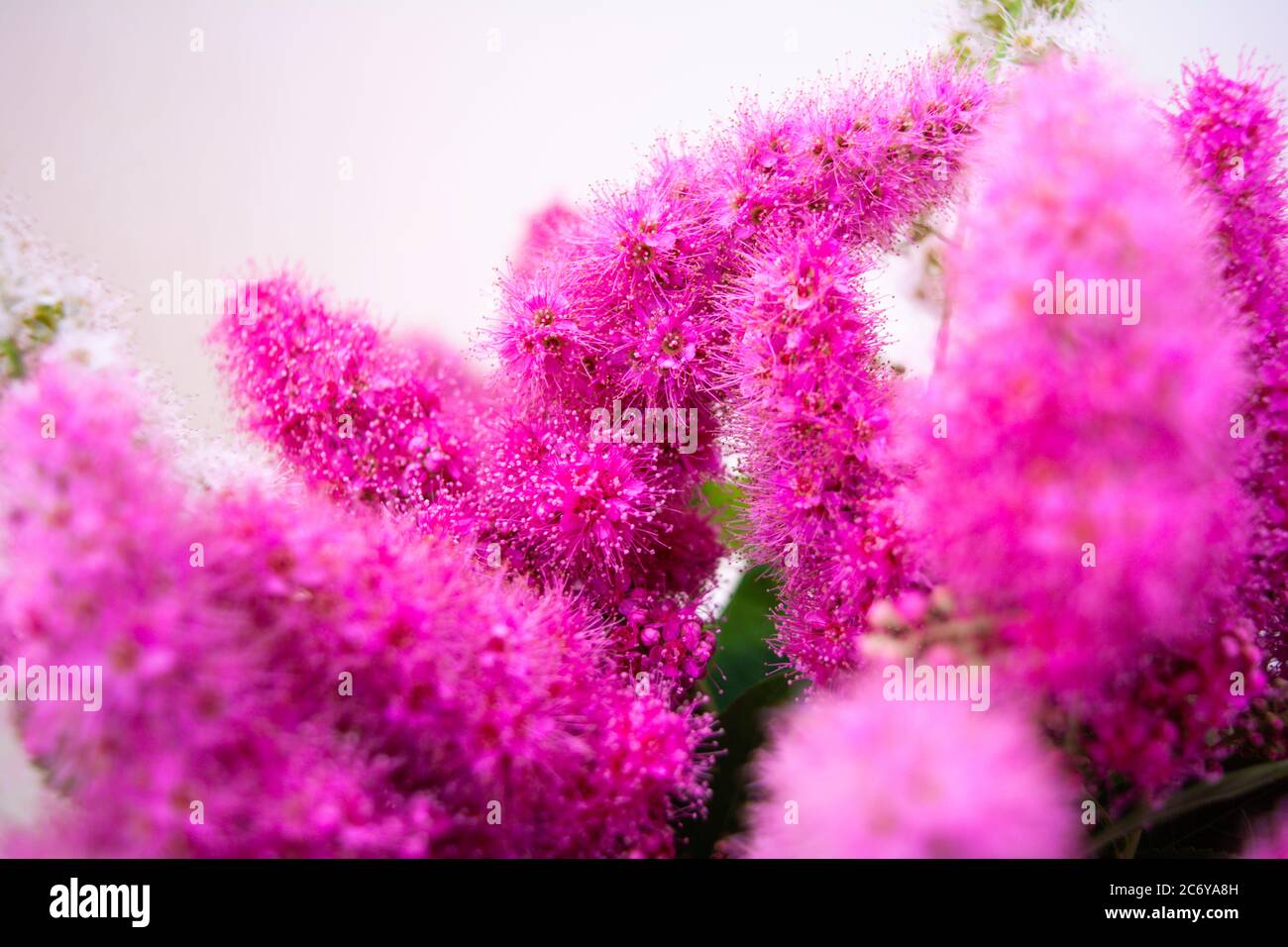Pink Spirea flowers on bush. Spiraea flowers decorative gardening and ...