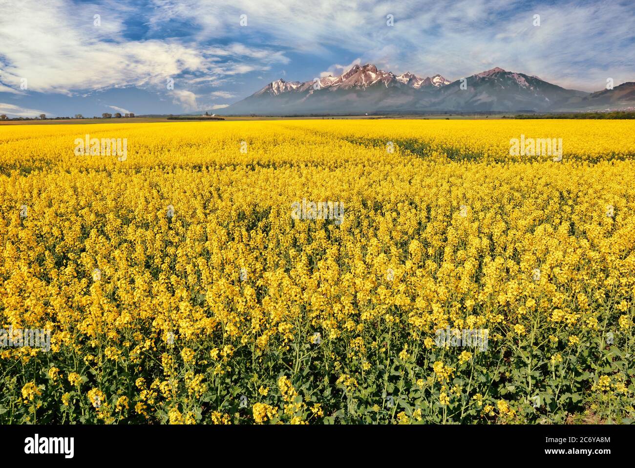 Mountains landscape. Beautiful natural landscape forest hills. Green ...