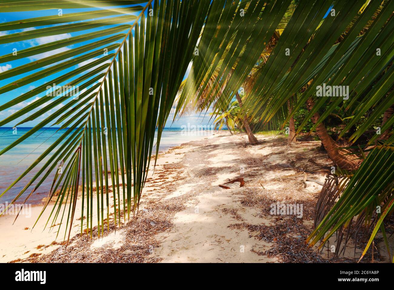 Tropical white sandy beach with palm trees. Serenity beach at sunrise ...