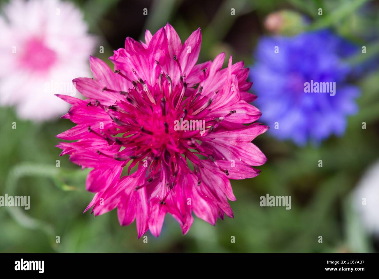 Single flower of Cornflower plant, Centaurea cyanus, Asteraceae ...