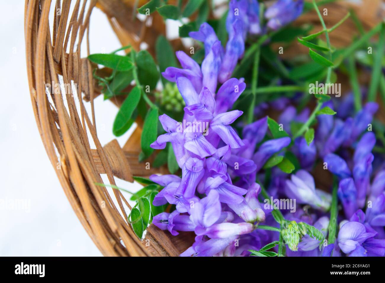 Vicia cracca or tufted vetch, bird or blue vetch and boreal vetch in ...