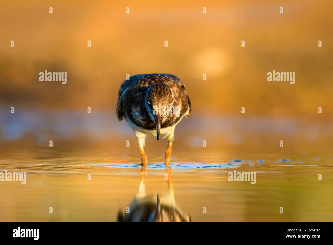 Cute water bird. Common bird Ruddy Turnstone. Colorful nature ...