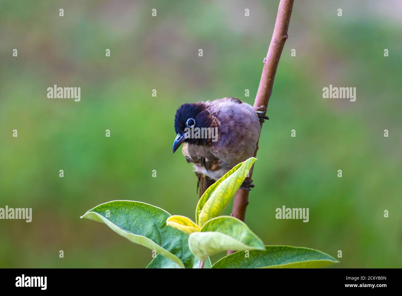 White spectacled Bulbul. Green nature background. Pycnonotus ...