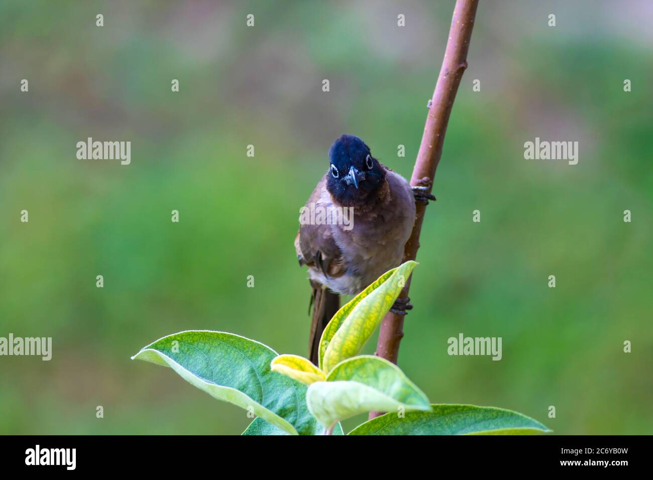 White spectacled Bulbul. Green nature background. Pycnonotus ...