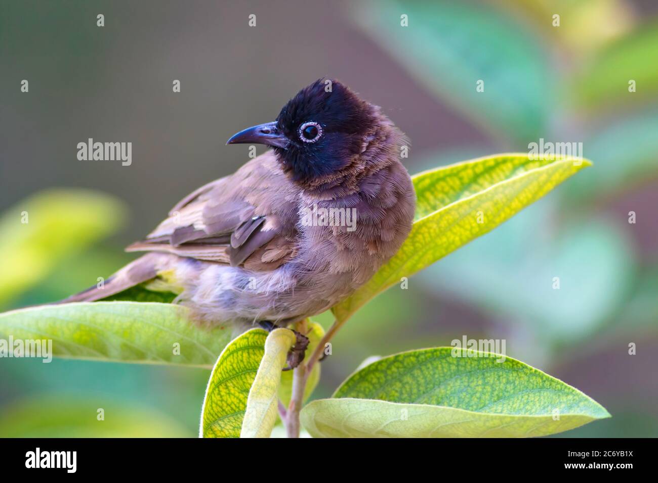 White spectacled Bulbul. Green nature background. Pycnonotus ...