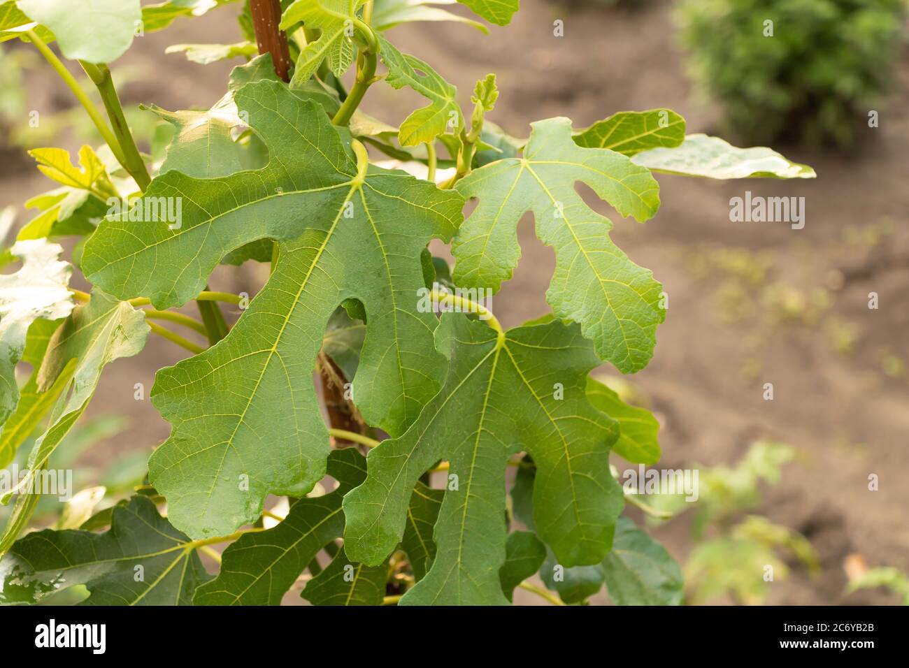 Fig tree leaves hi-res stock photography and images - Alamy