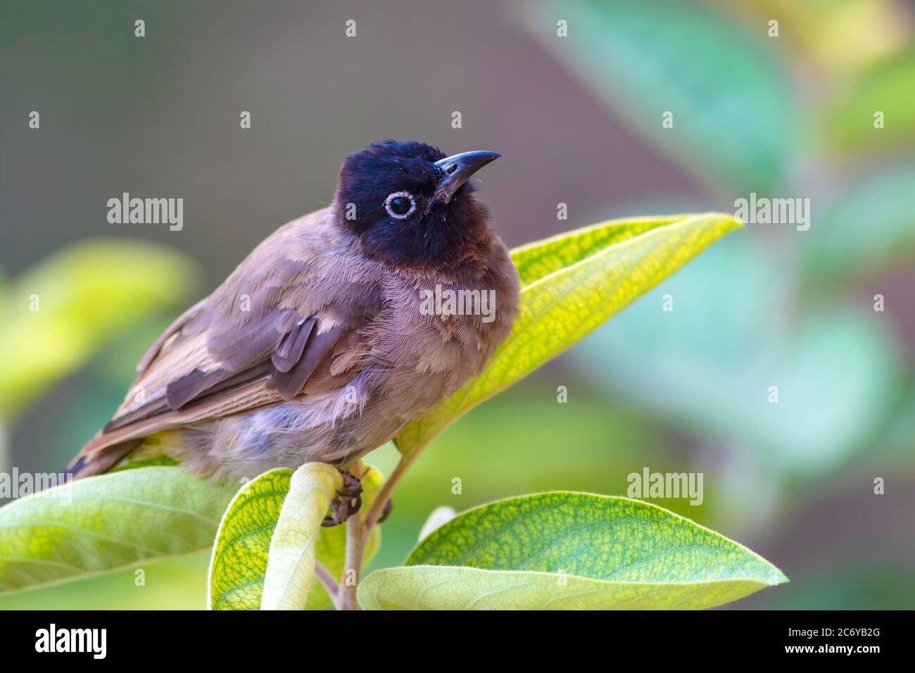 White spectacled Bulbul. Green nature background. Pycnonotus ...