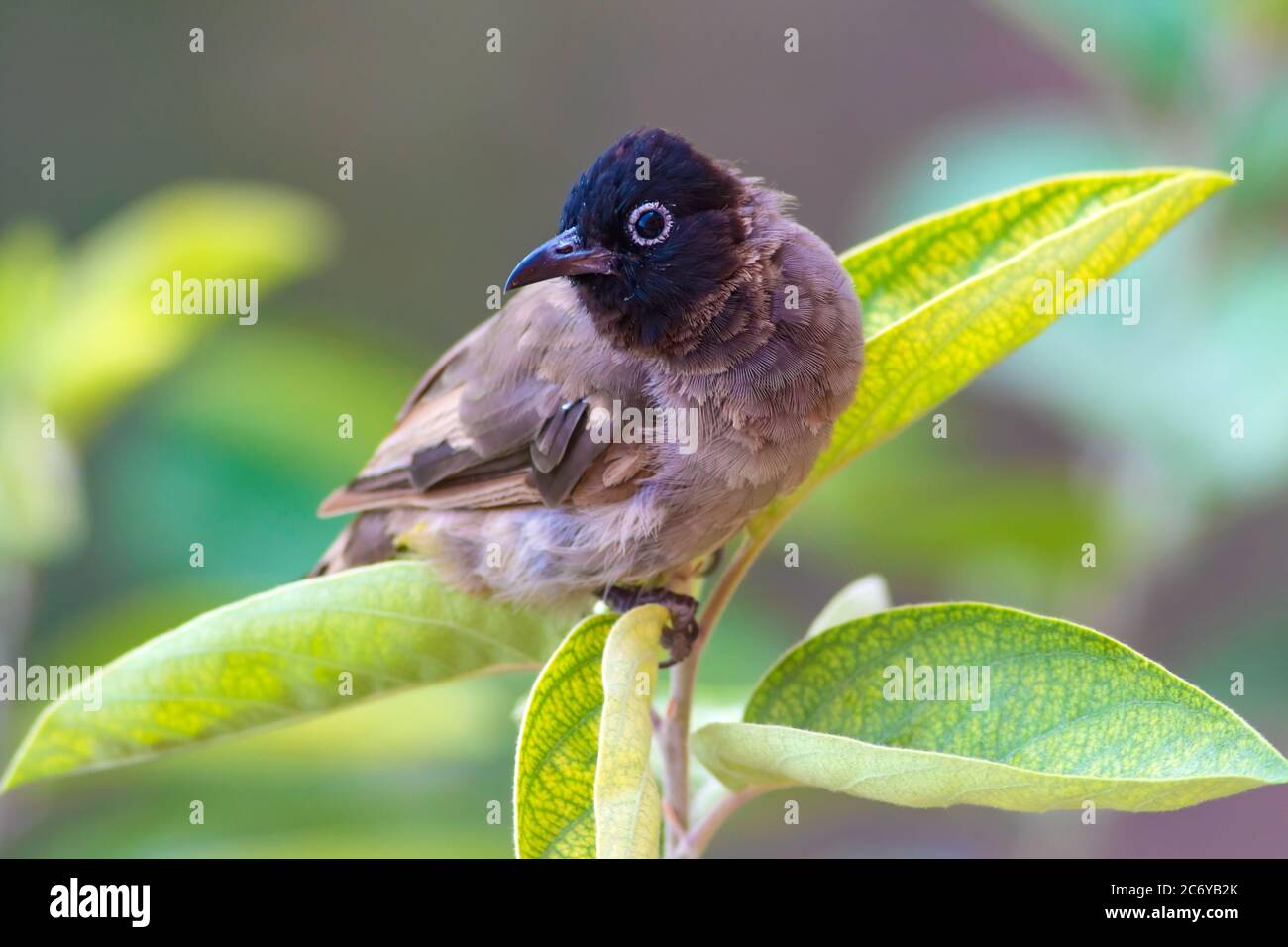 White spectacled Bulbul. Green nature background. Pycnonotus ...