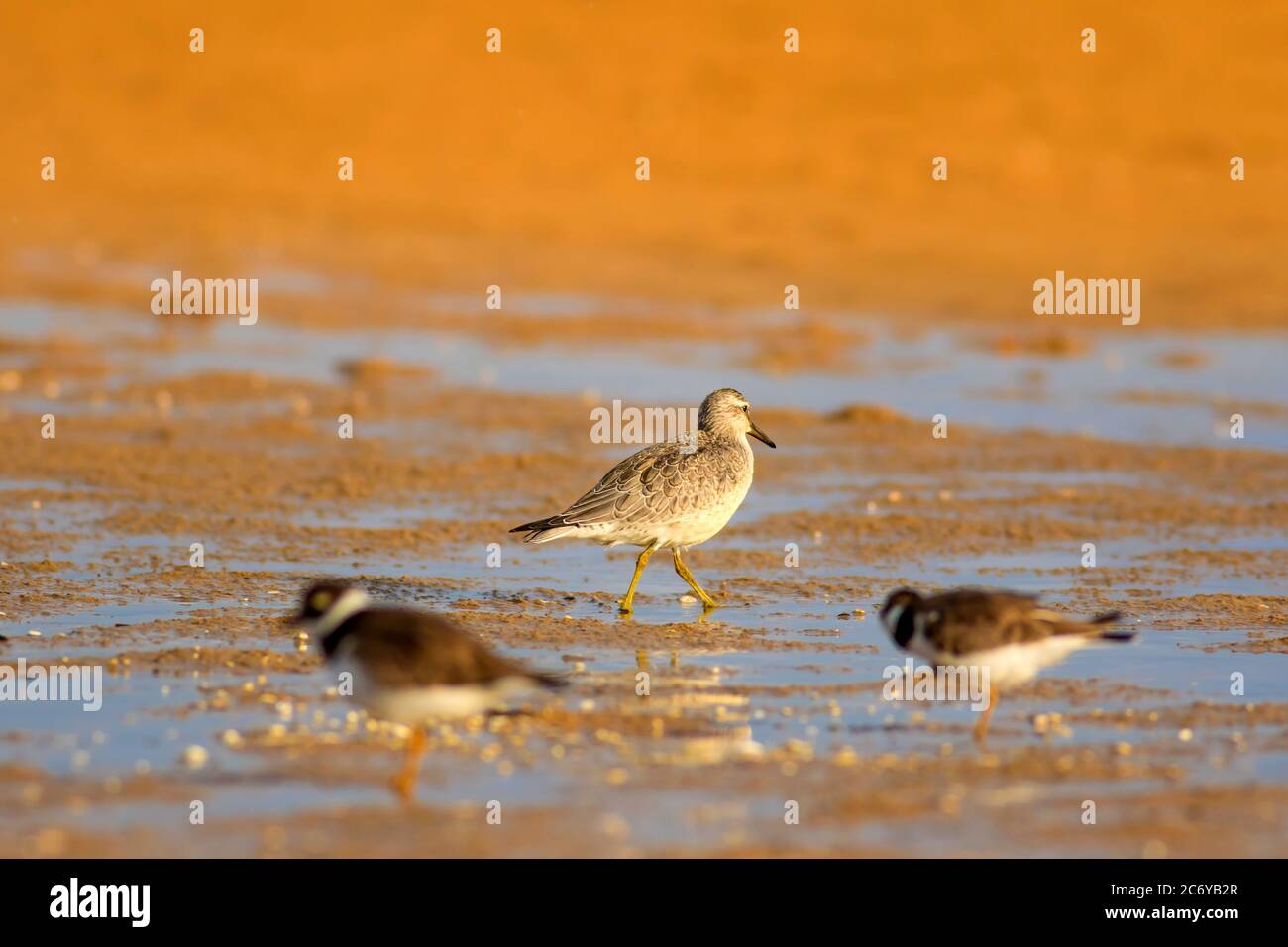Cute water bird. Yellow nature background. Bird: Red Knot. Calidris ...