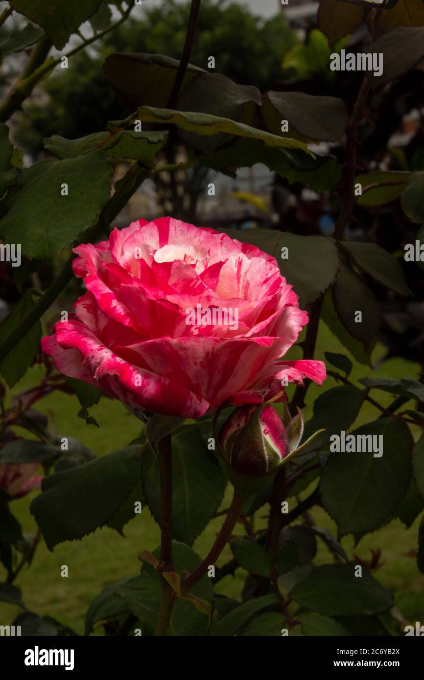 Garden flowers. A set of flowers or individual flowers that evoke love ...