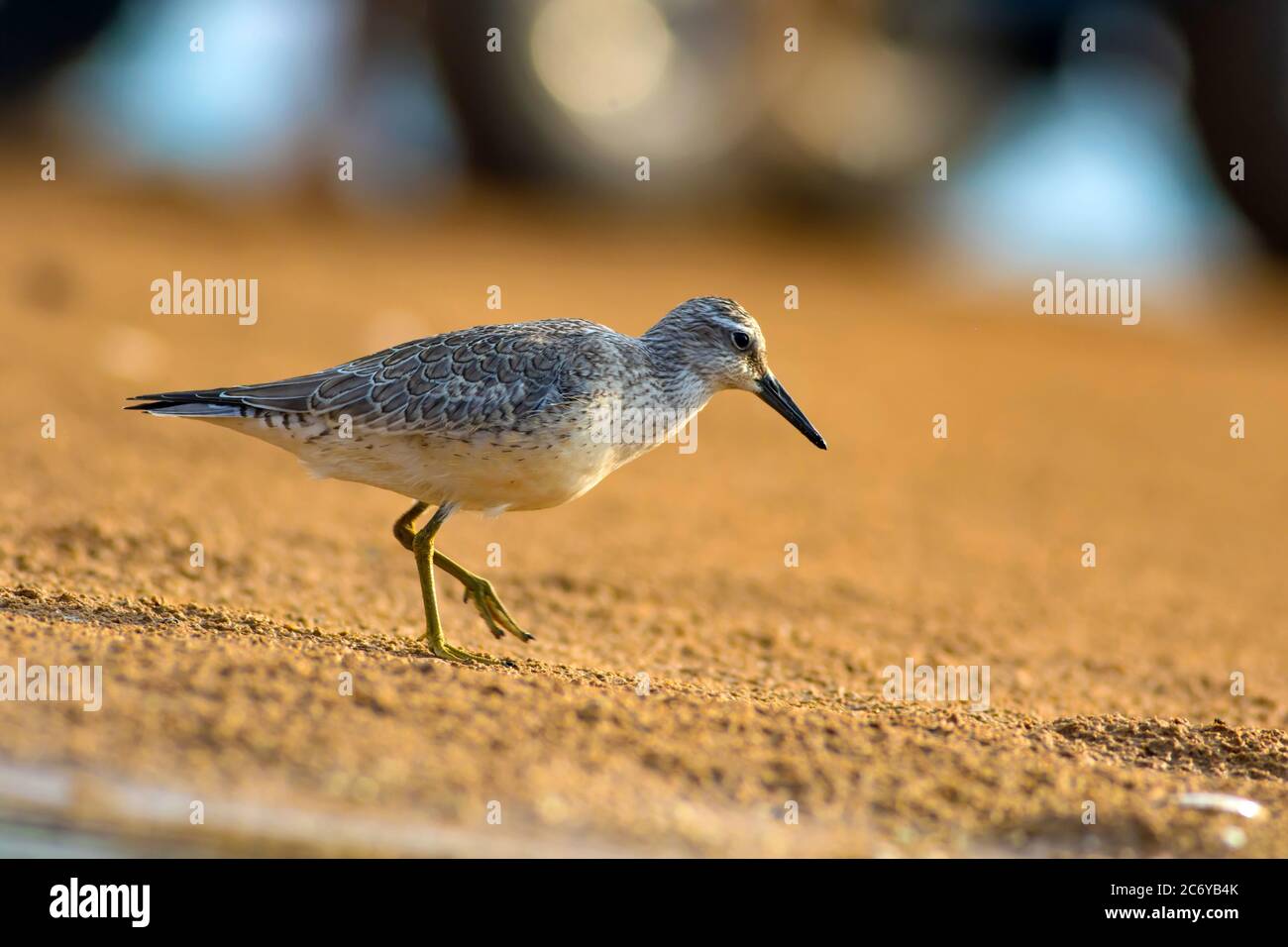 Cute water bird. Yellow nature background. Bird: Red Knot. Calidris ...