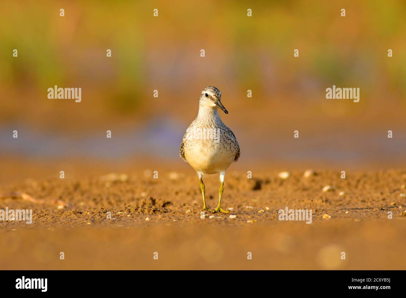 Cute water bird. Yellow nature background. Bird: Red Knot. Calidris ...