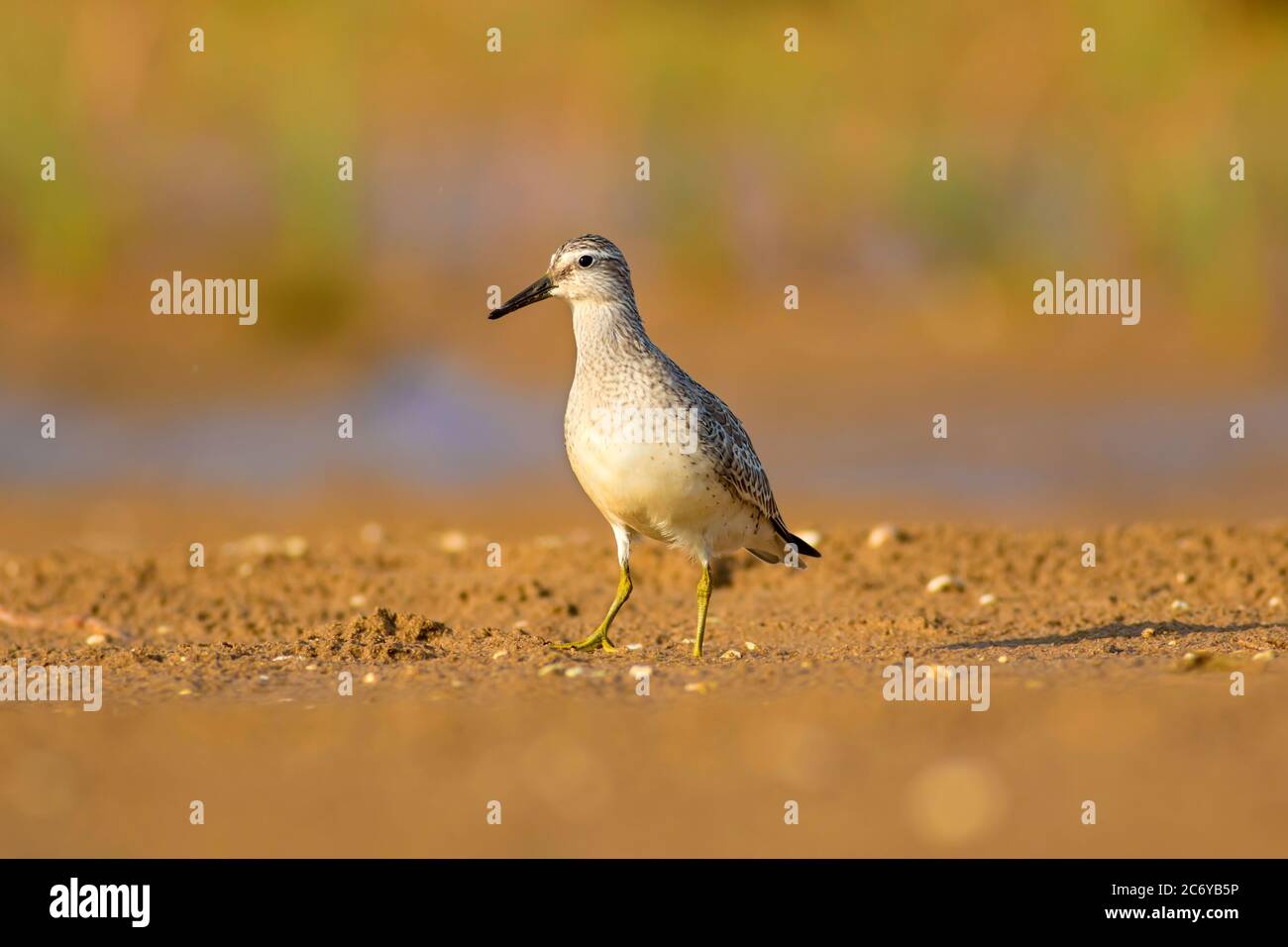 Cute water bird. Yellow nature background. Bird: Red Knot. Calidris ...