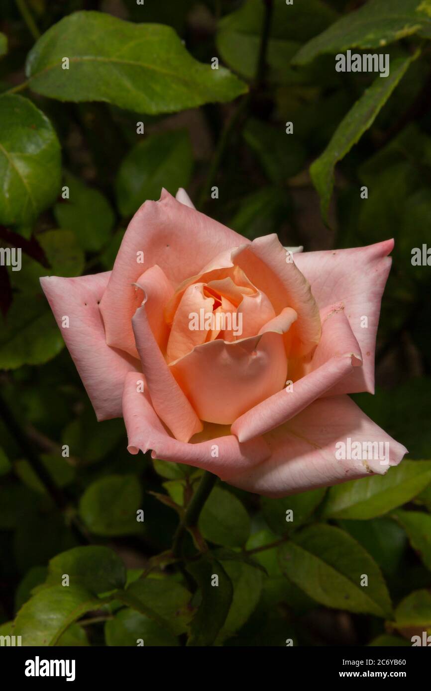 Garden flowers. A set of flowers or individual flowers that evoke love ...