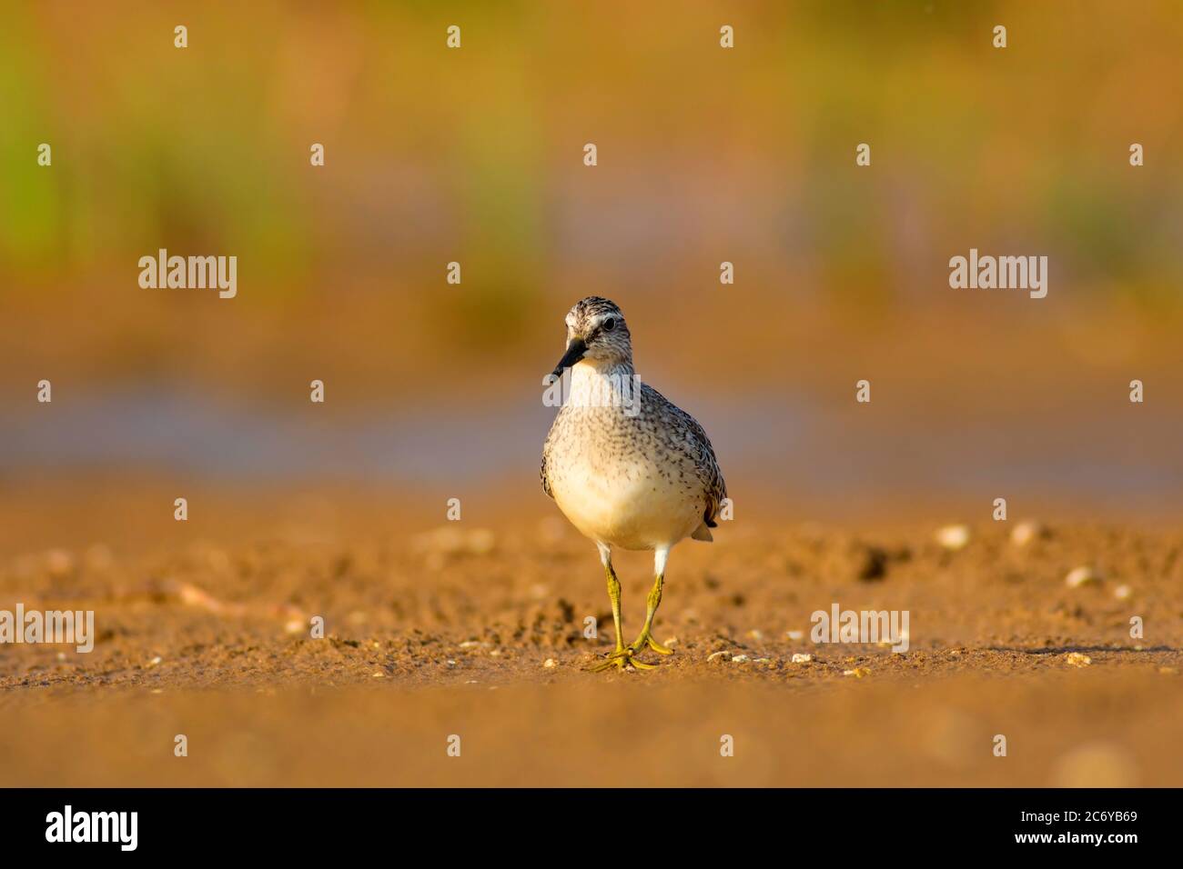 Cute water bird. Yellow nature background. Bird: Red Knot. Calidris ...
