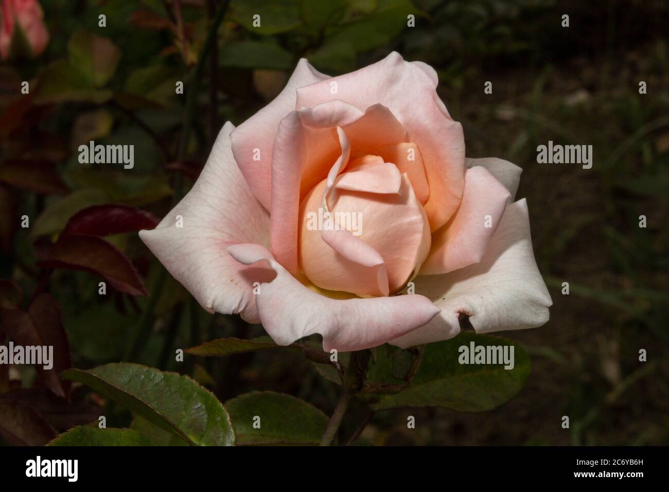 Individual roses hi-res stock photography and images - Alamy