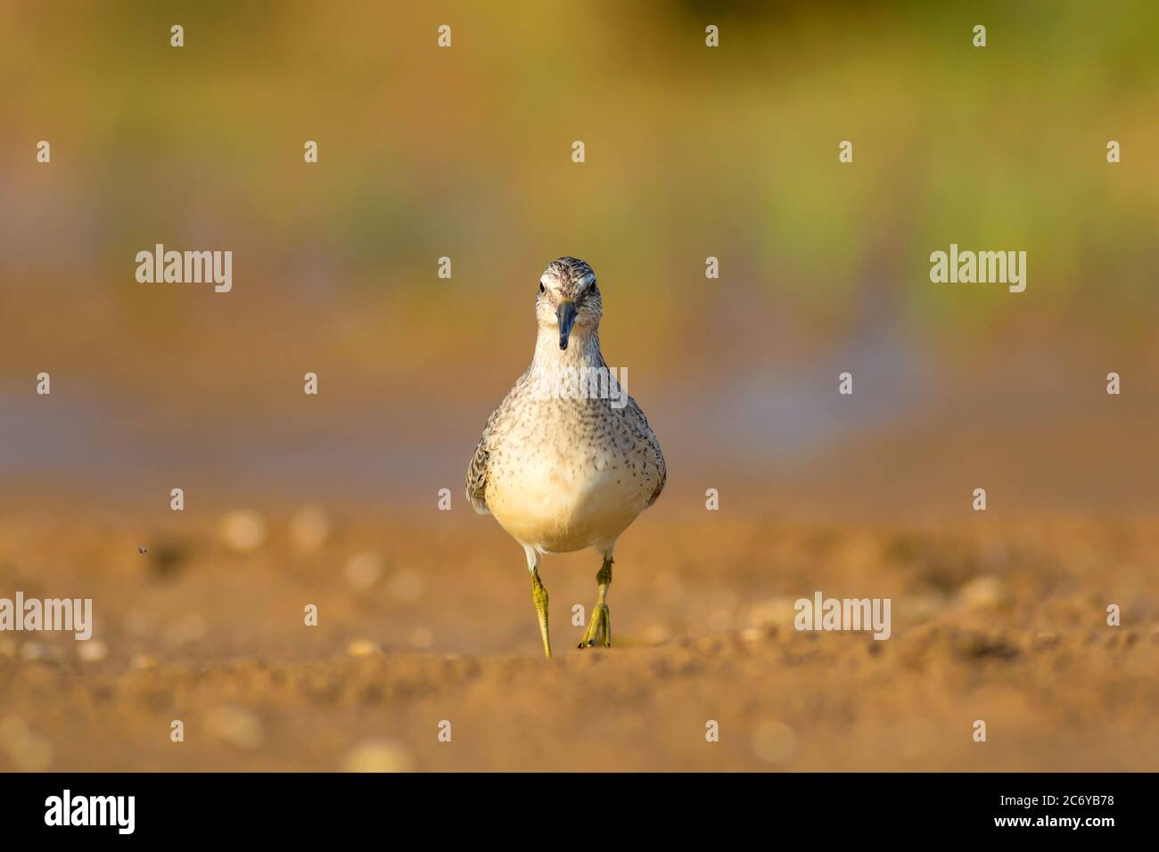 Water bird. Colorful nature background. Bird: Red Knot. Calidris ...