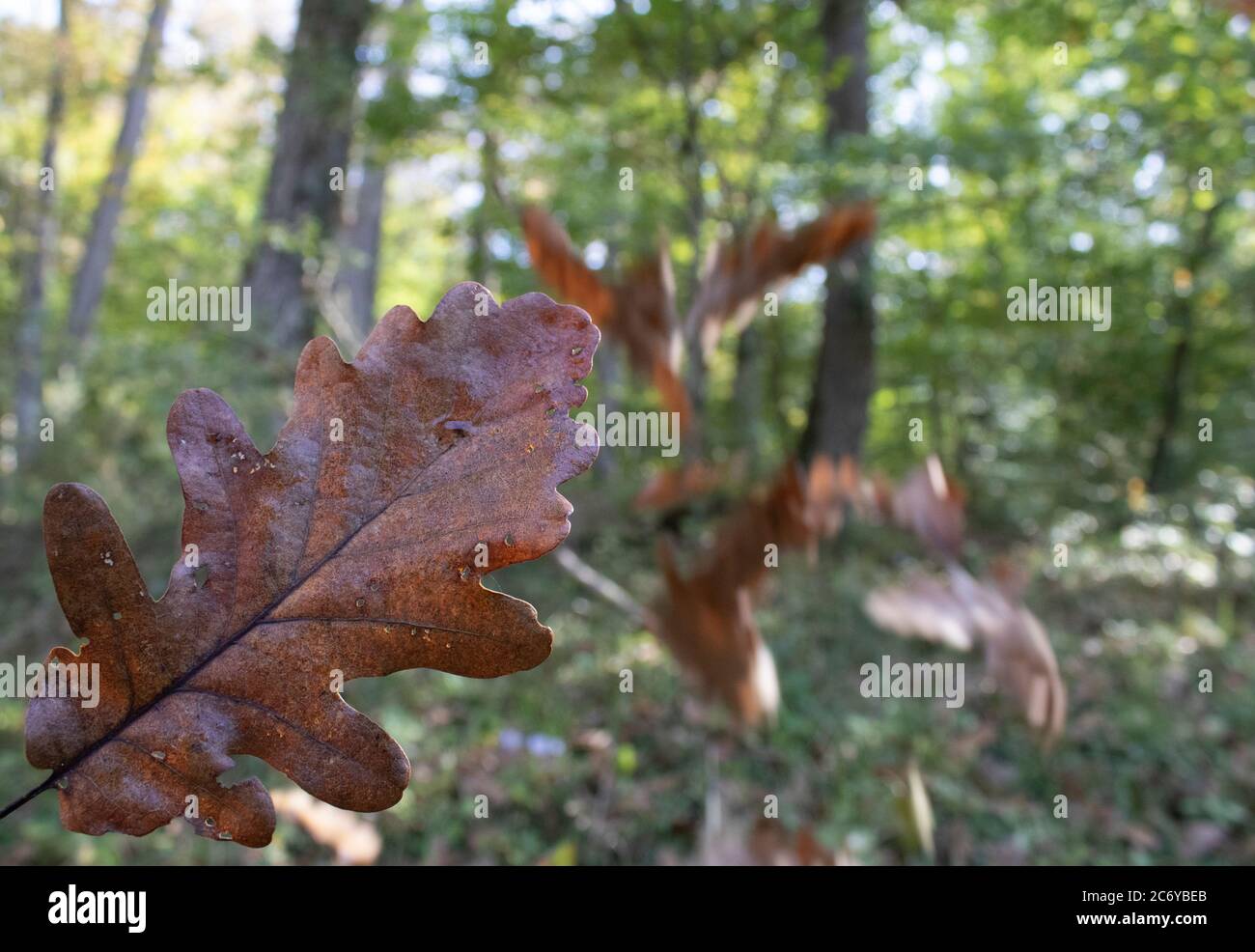 Dry oak tree leaf fallen to the ground. The photo was taken in autumn ...