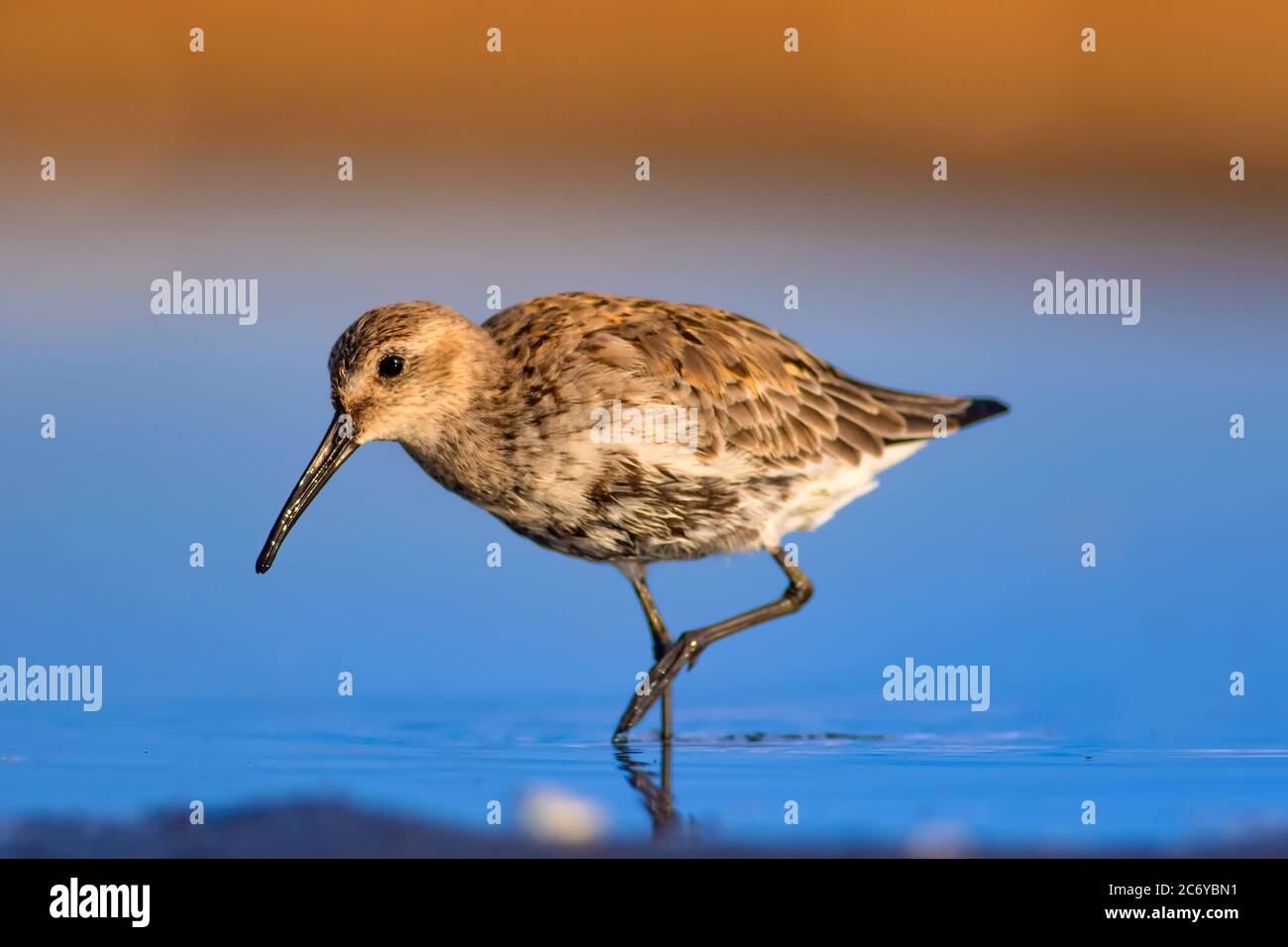 Water and bird. Colorful nature background. Bird: Dunlin. Calidris ...