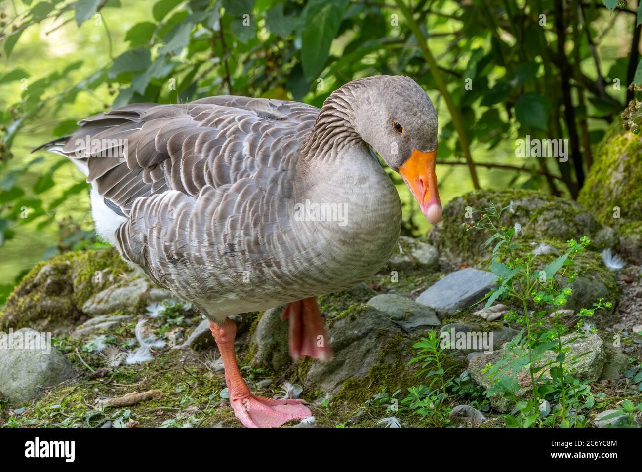 The wild greylag goose walks along the green shore of the pond. The ...