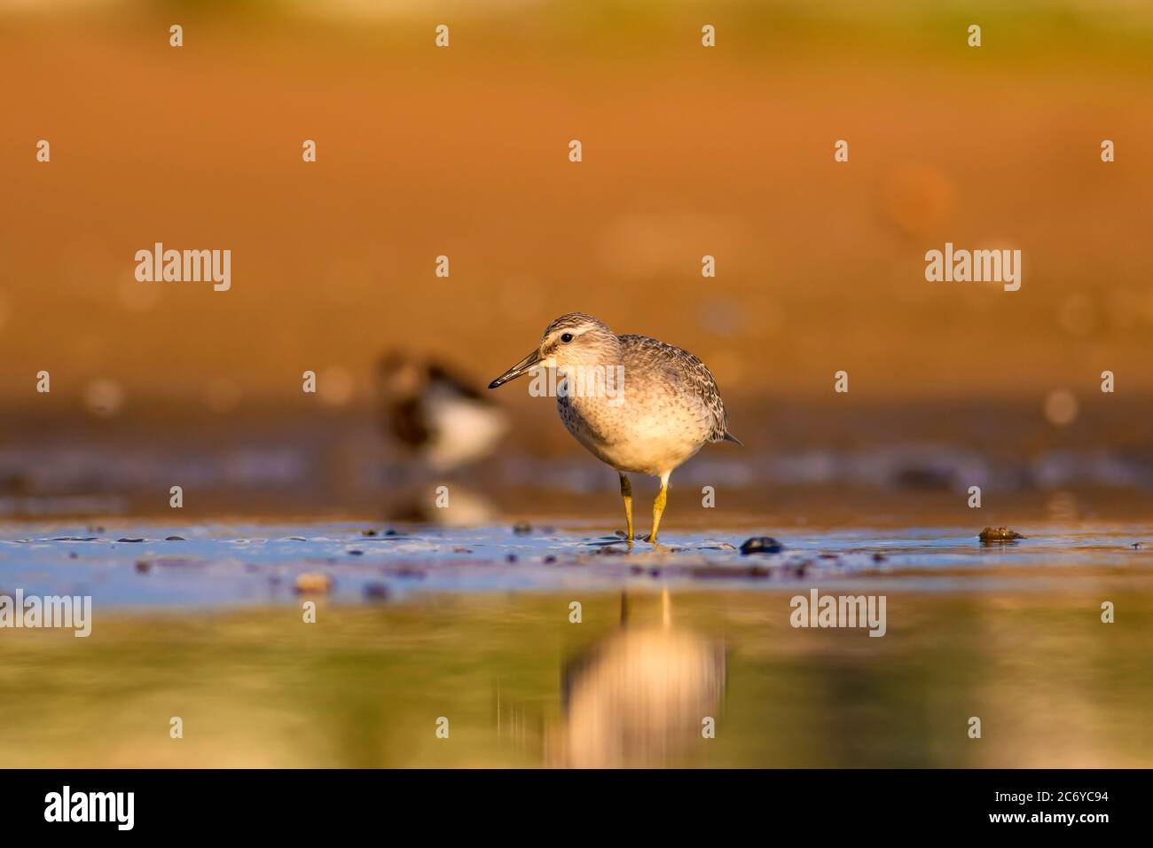 Water bird. Colorful nature background. Bird: Red Knot. Calidris ...