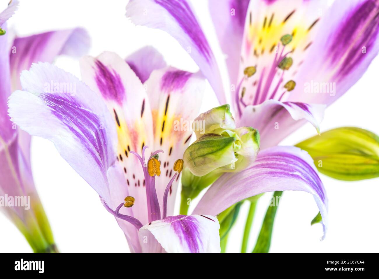 Inca Lily High Resolution Stock Photography and Images - Alamy