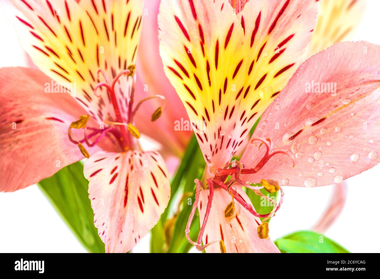 Inca Lily High Resolution Stock Photography and Images - Alamy
