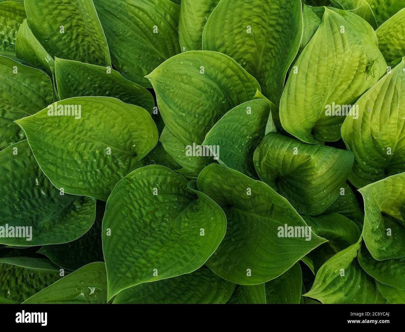 variegated green leaves of hosts as background.texture natural ...