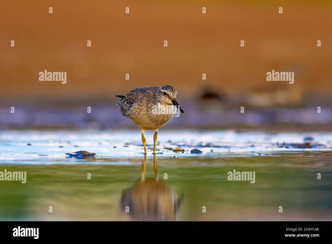 Water bird. Colorful nature background. Bird: Red Knot. Calidris ...