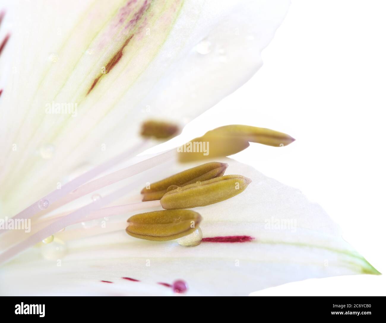 Inca Lily High Resolution Stock Photography and Images - Alamy