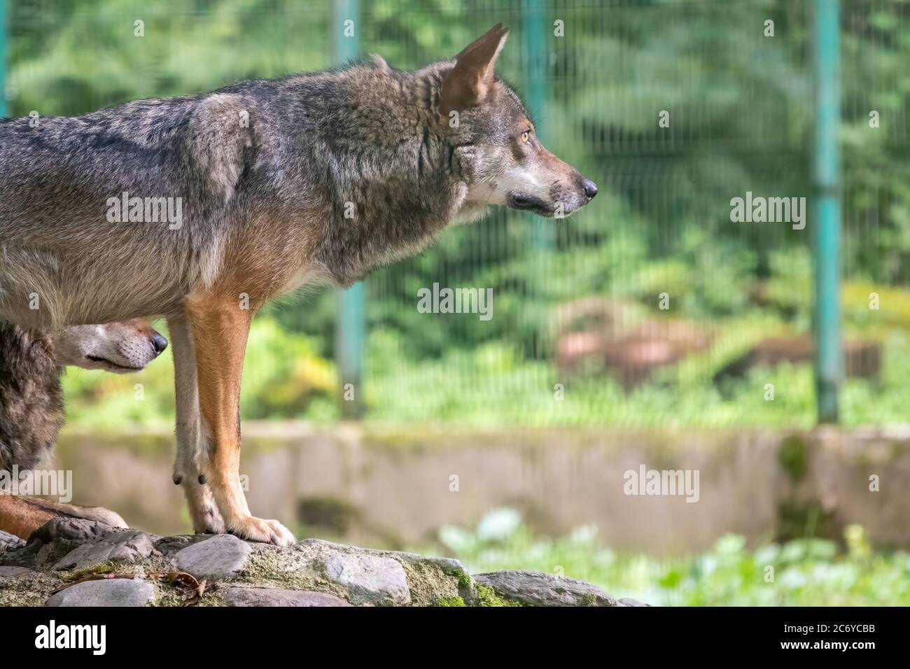 Gray wolf in the aviary. The wolf, Canis lupus, also known as the gray ...