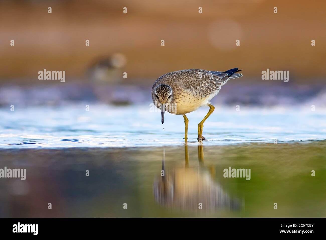 Water bird. Colorful nature background. Bird: Red Knot. Calidris ...