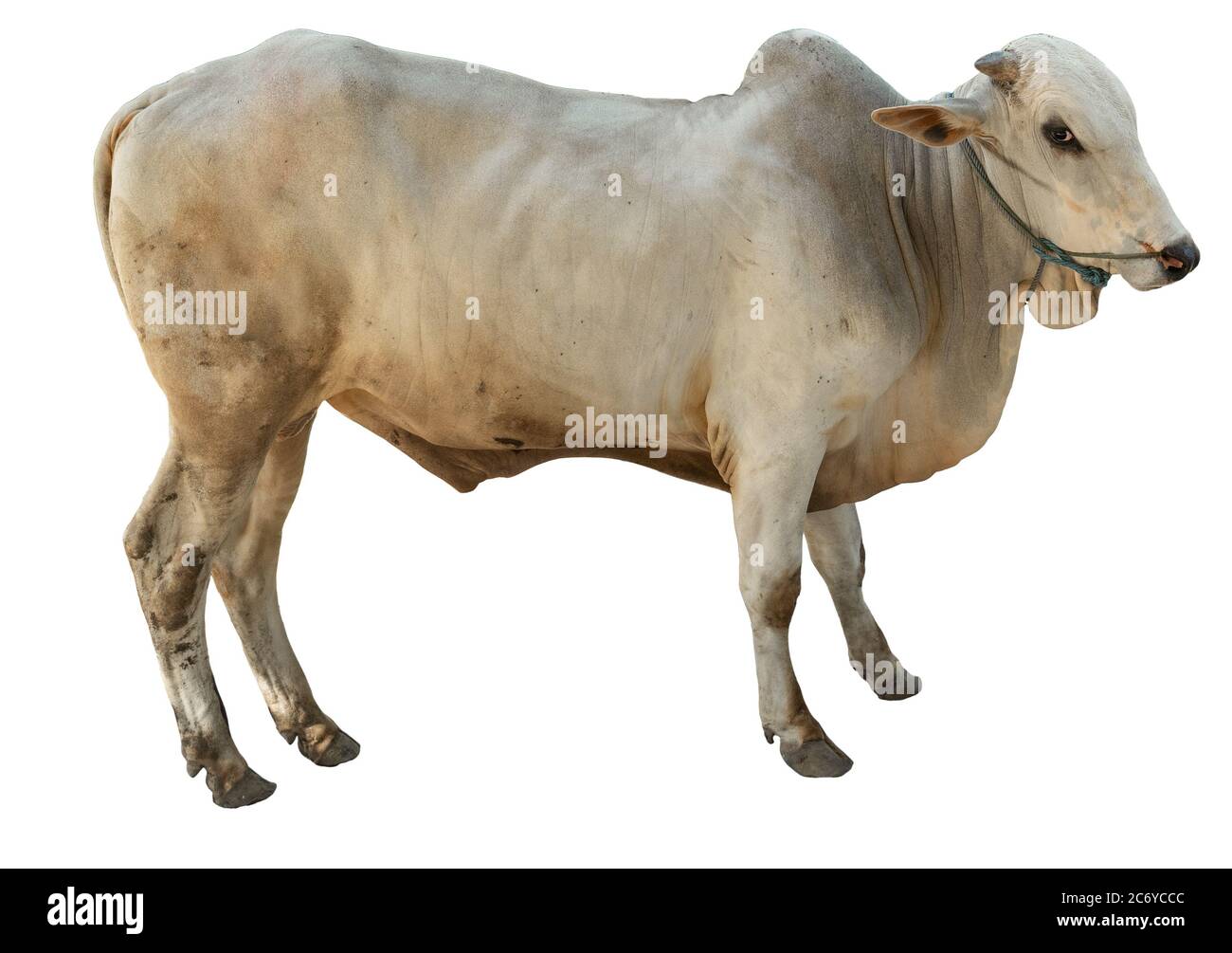 white cow from side view is standing against an isolated background ...