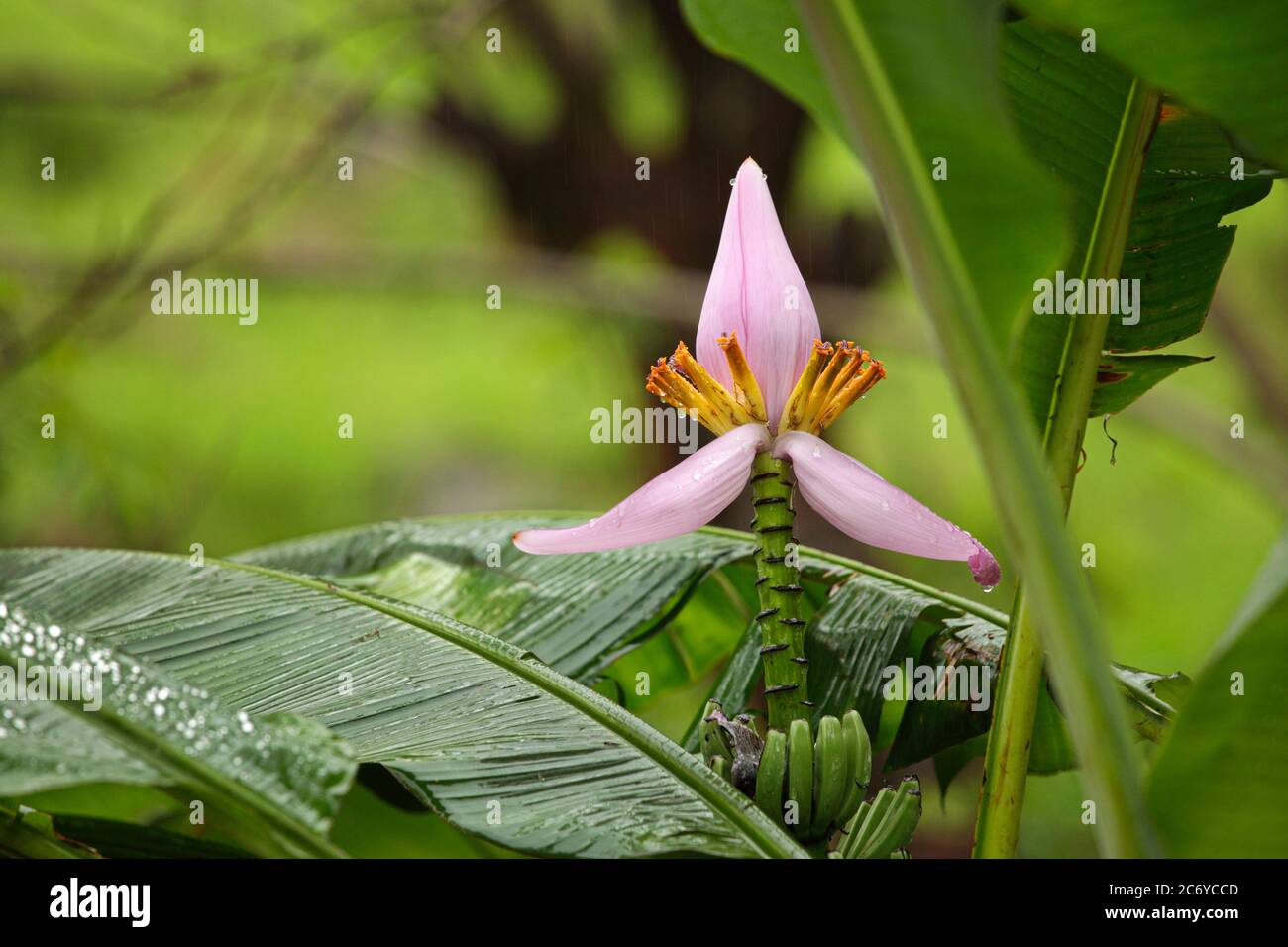 Banana tree flower near the Filabobos River in Veracruz, Mexico Stock ...