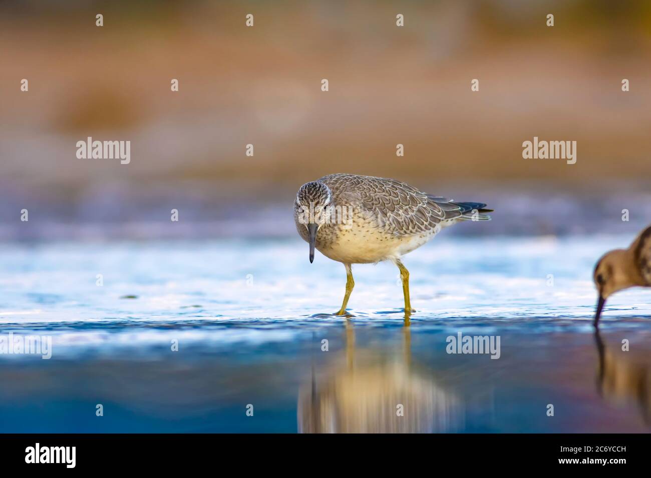 Water bird. Colorful nature background. Bird: Red Knot. Calidris ...