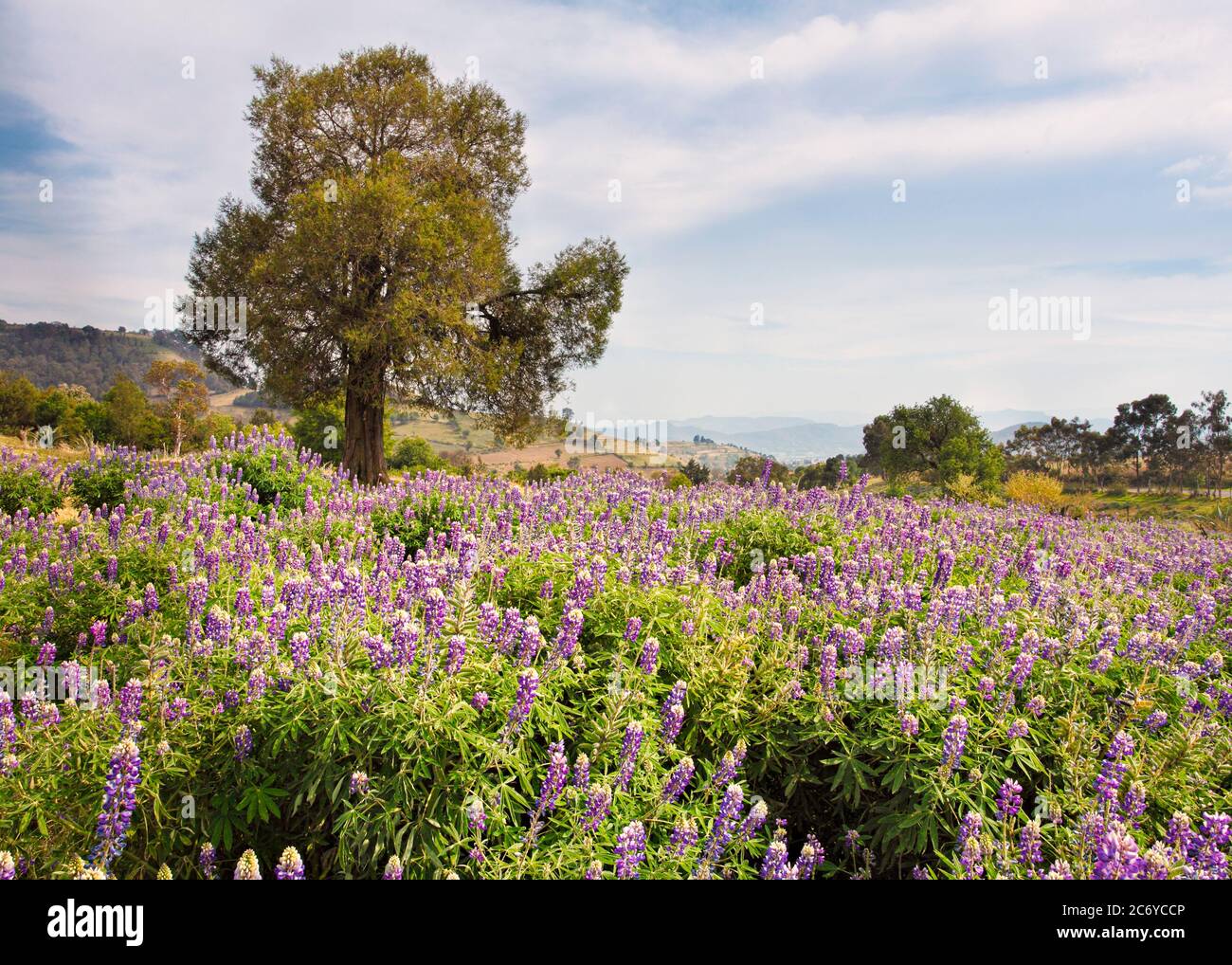 Mexico wildflowers hi-res stock photography and images - Alamy