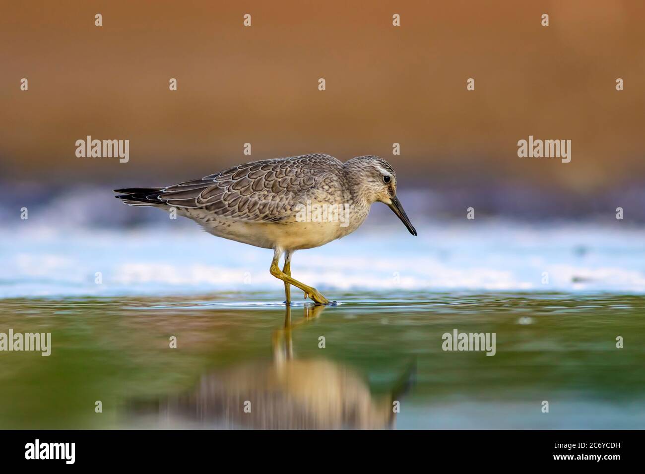 Water bird. Colorful nature background. Bird: Red Knot. Calidris ...