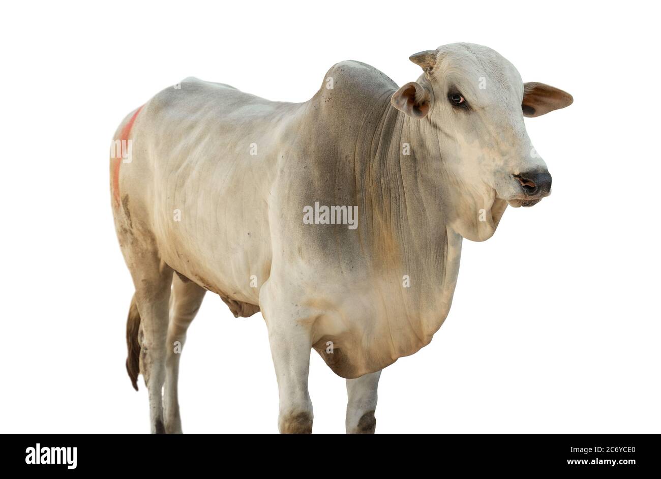 Ox Muzzle High Resolution Stock Photography and Images - Alamy