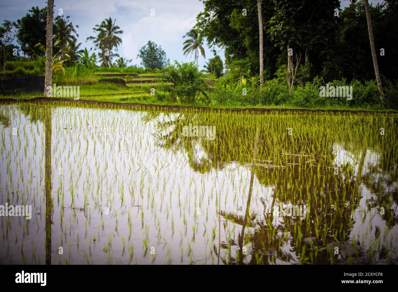 Patty field hi-res stock photography and images - Alamy
