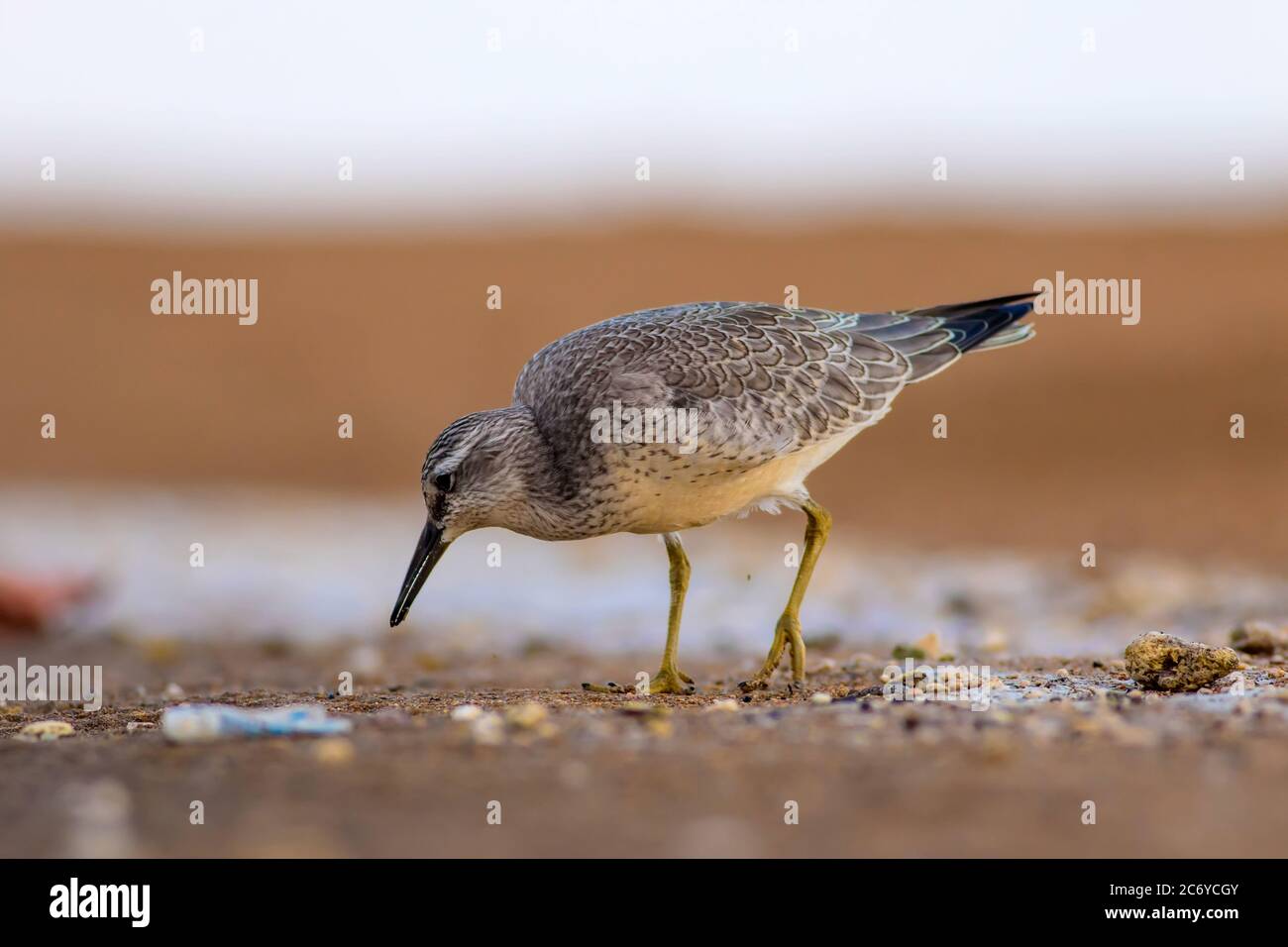 Water bird. Colorful nature background. Bird: Red Knot. Calidris ...