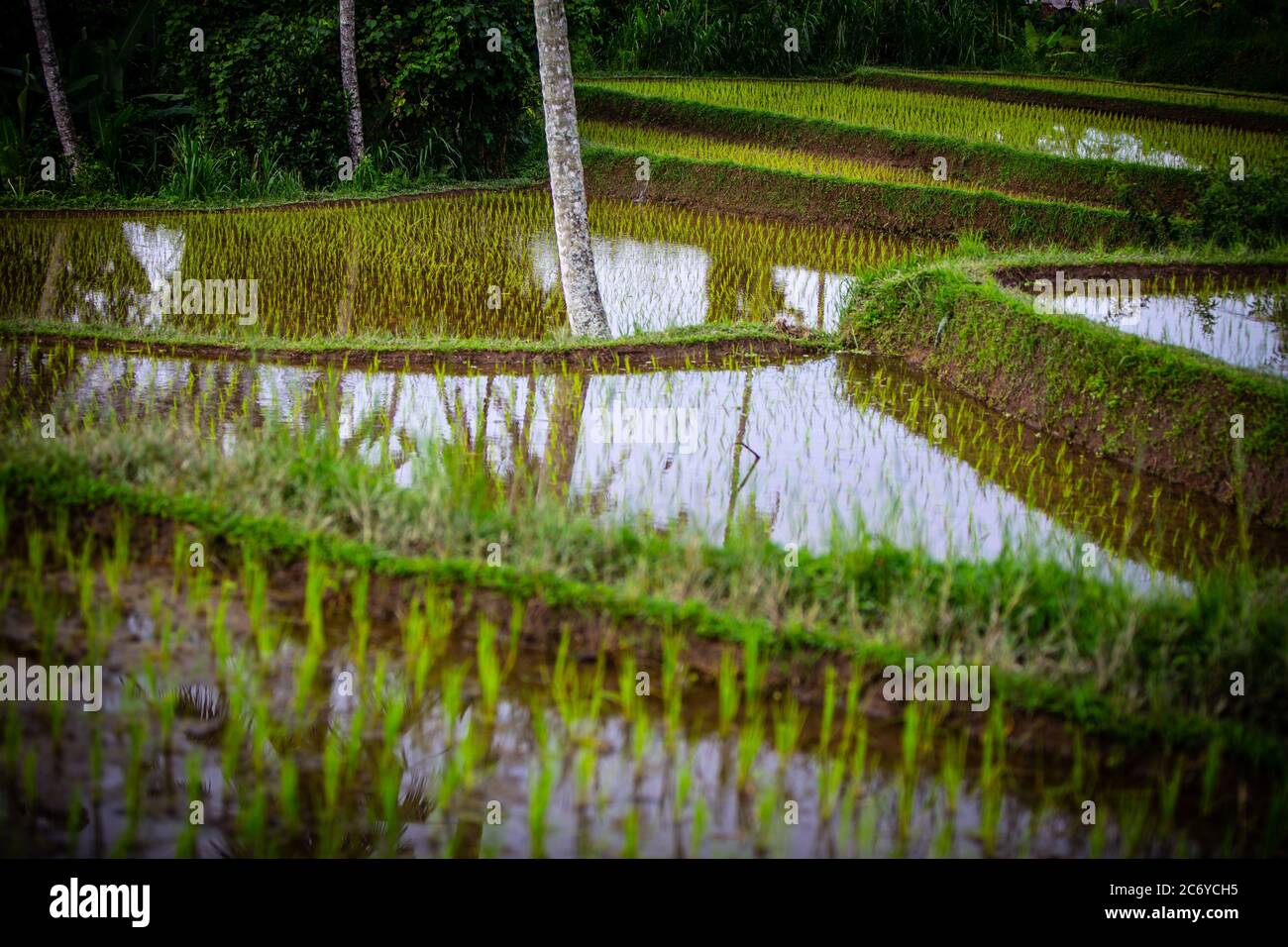 Rice Patty Field in Bali, Indonesia Stock Photo - Alamy