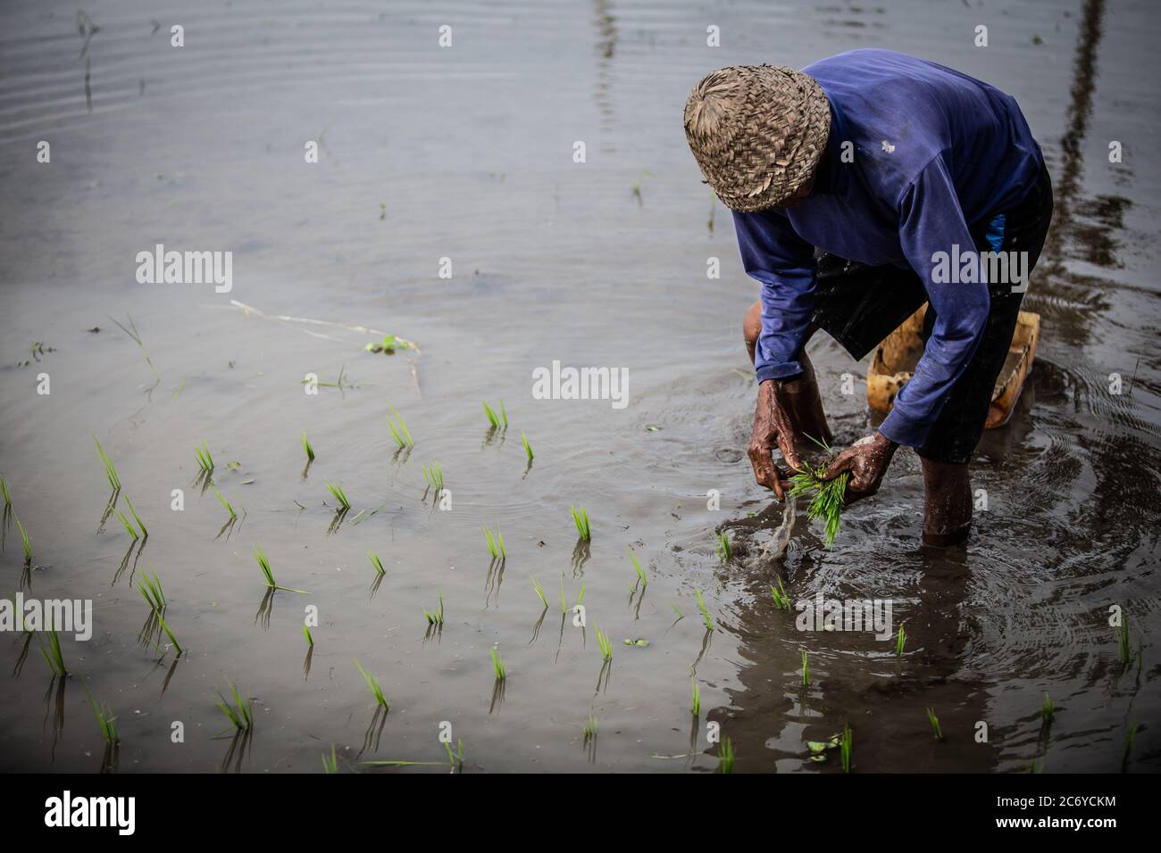 Rice gathering hi-res stock photography and images - Alamy