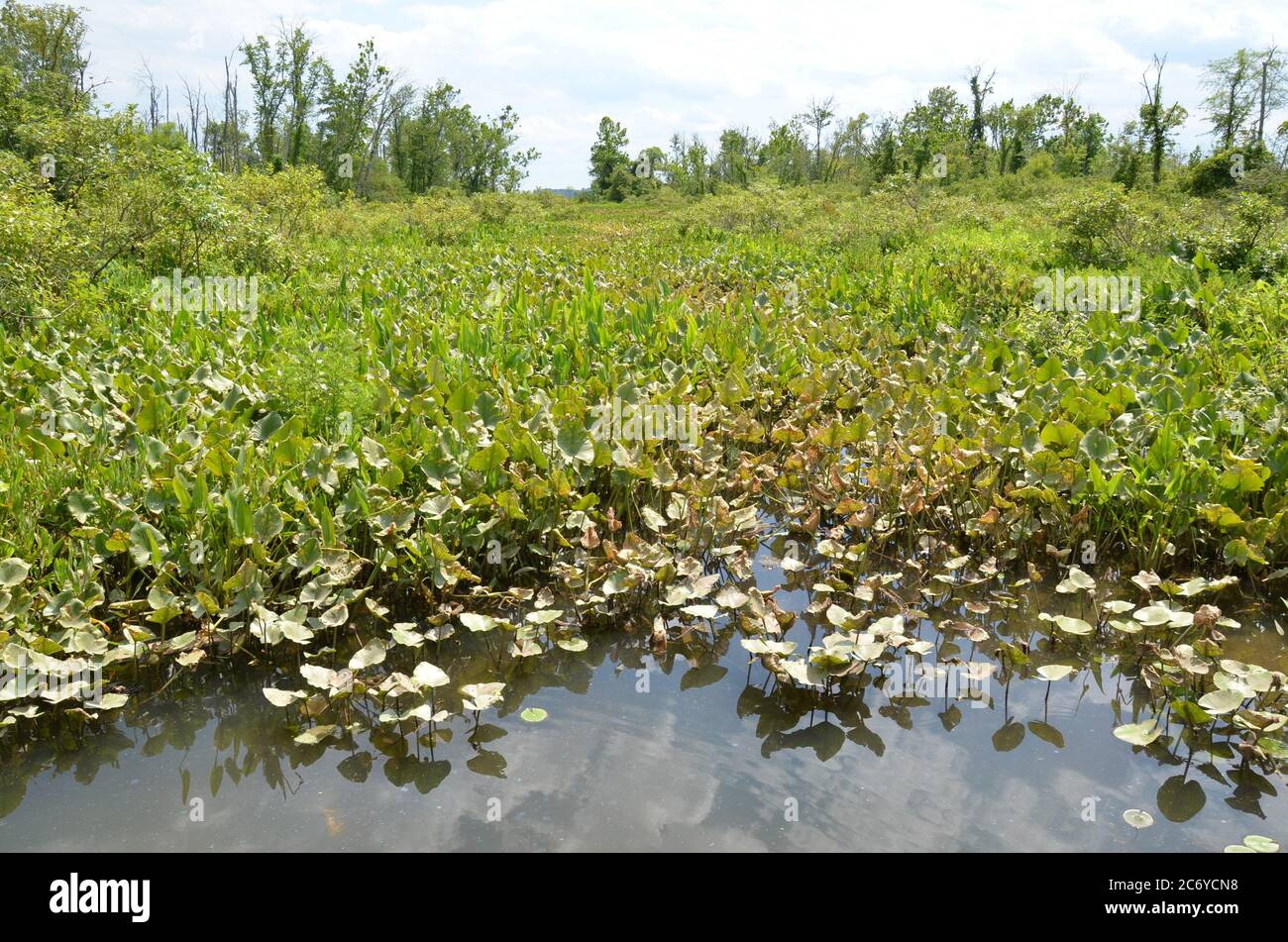 Marsh environment hi-res stock photography and images - Alamy