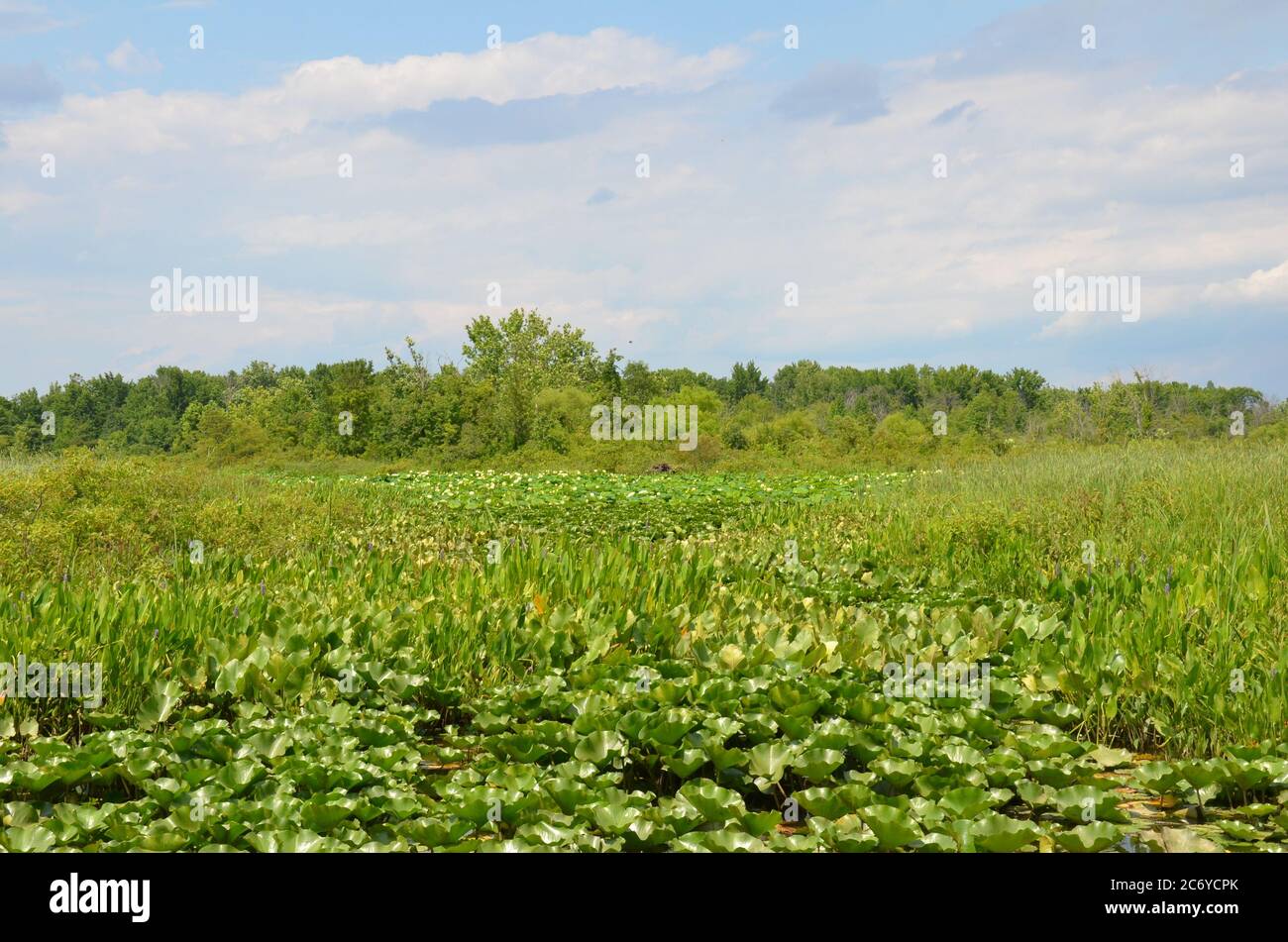 green lily pads and water in wetland or marsh environment Stock Photo ...